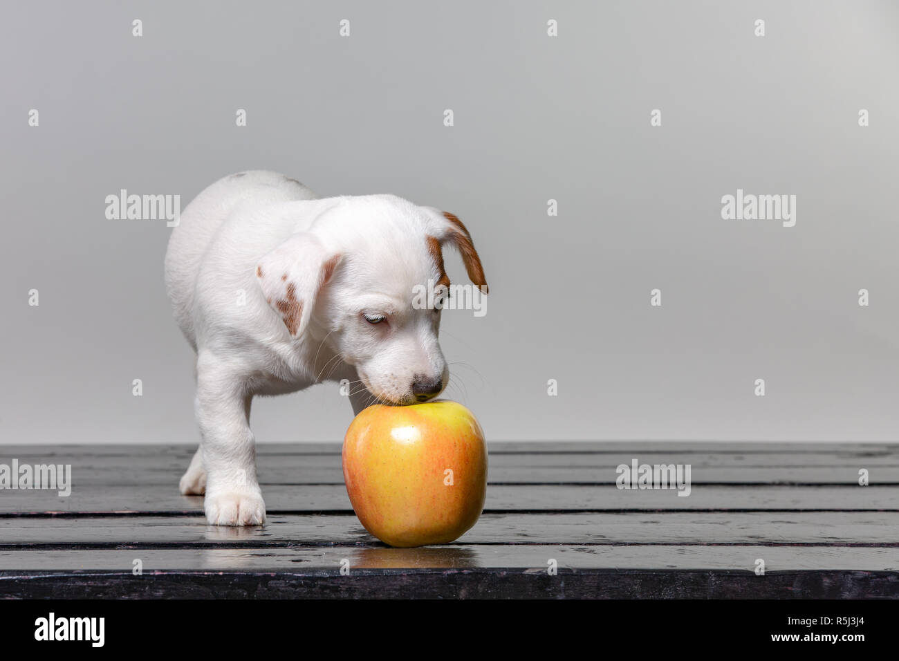 Little puppy licks big apple. Beautiful dog tasting the apple Stock ...