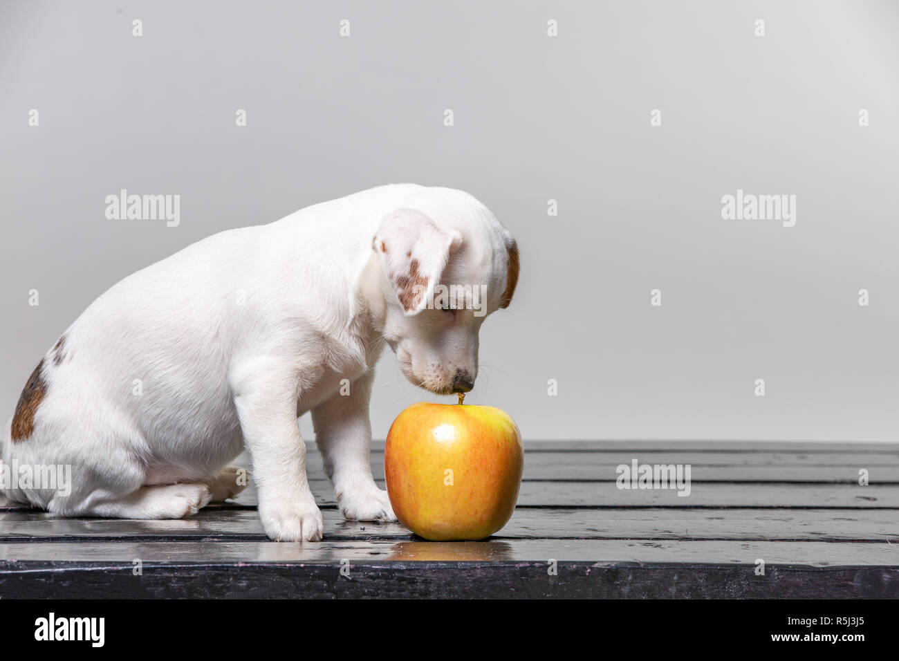 Little puppy licks big apple. Beautiful dog tasting the apple Stock ...