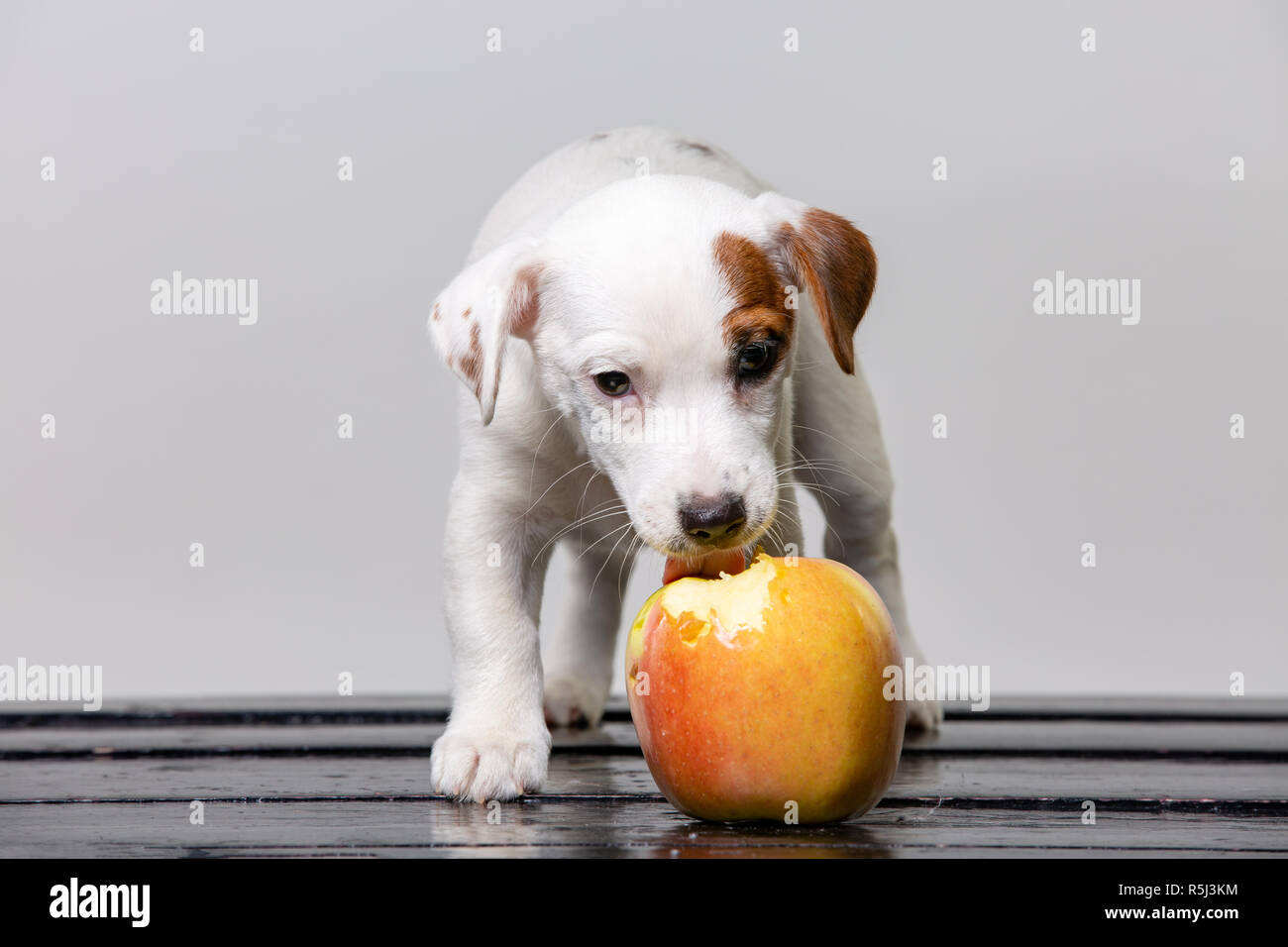 Little puppy licks big apple. Beautiful dog tasting the apple Stock ...