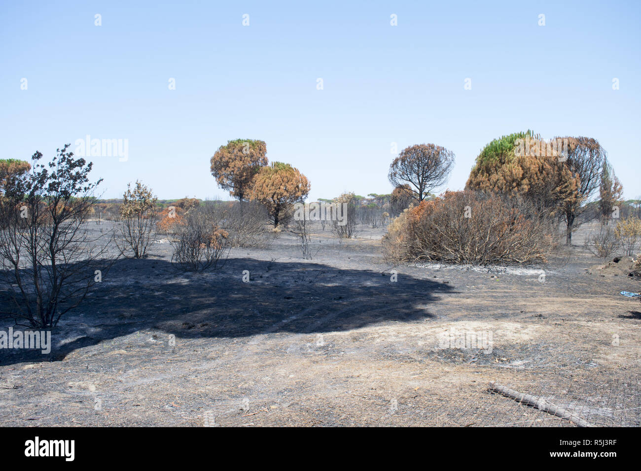 Castel Fusano Rome High Resolution Stock Photography and Images - Alamy