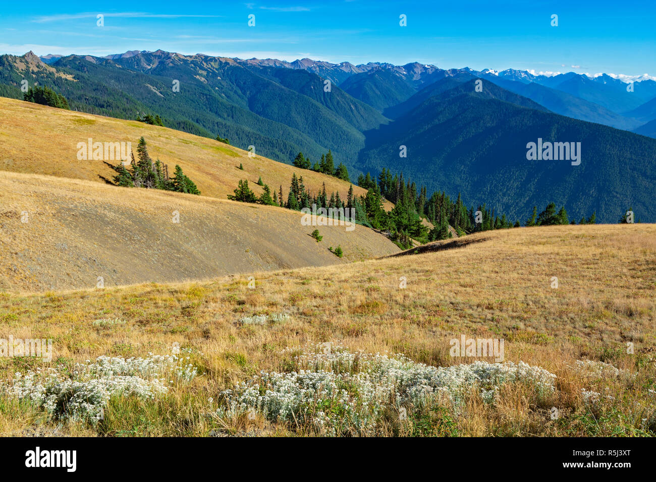 Olympic mountains hi-res stock photography and images - Alamy