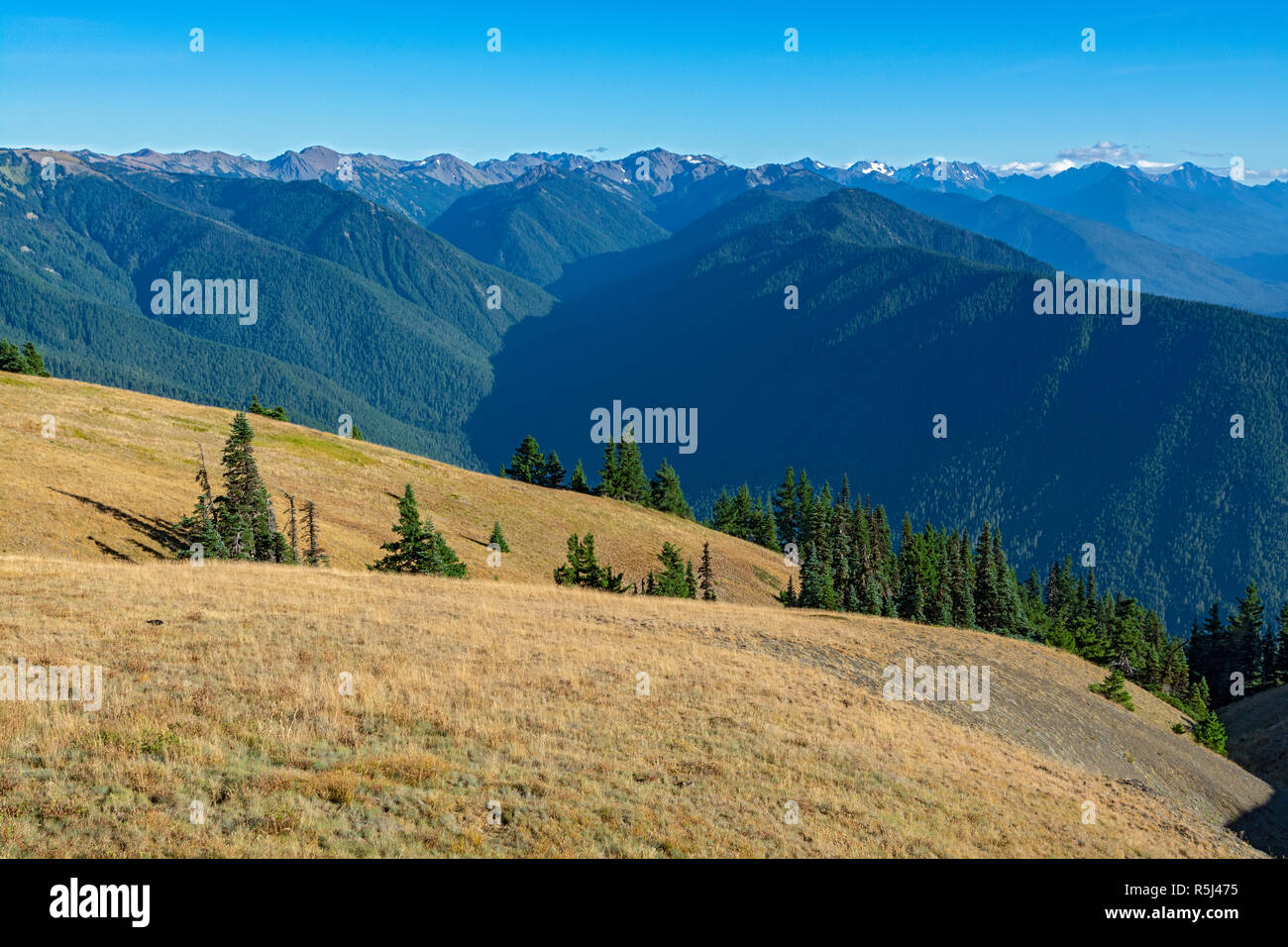Washington, Olympic National Park, Hurricane Ridge Road view toward ...