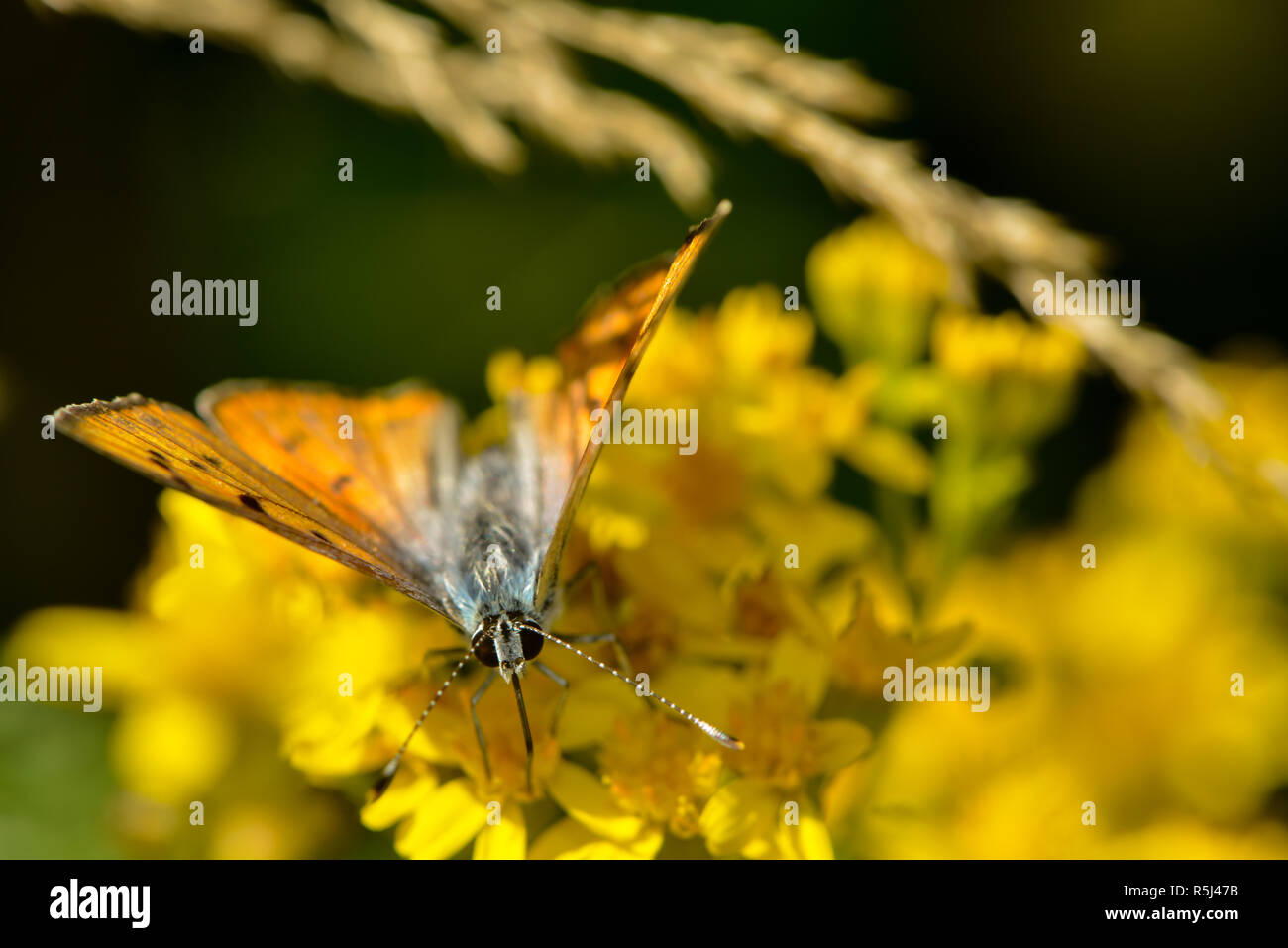 large firefly sits on a yellow blossom Stock Photo - Alamy