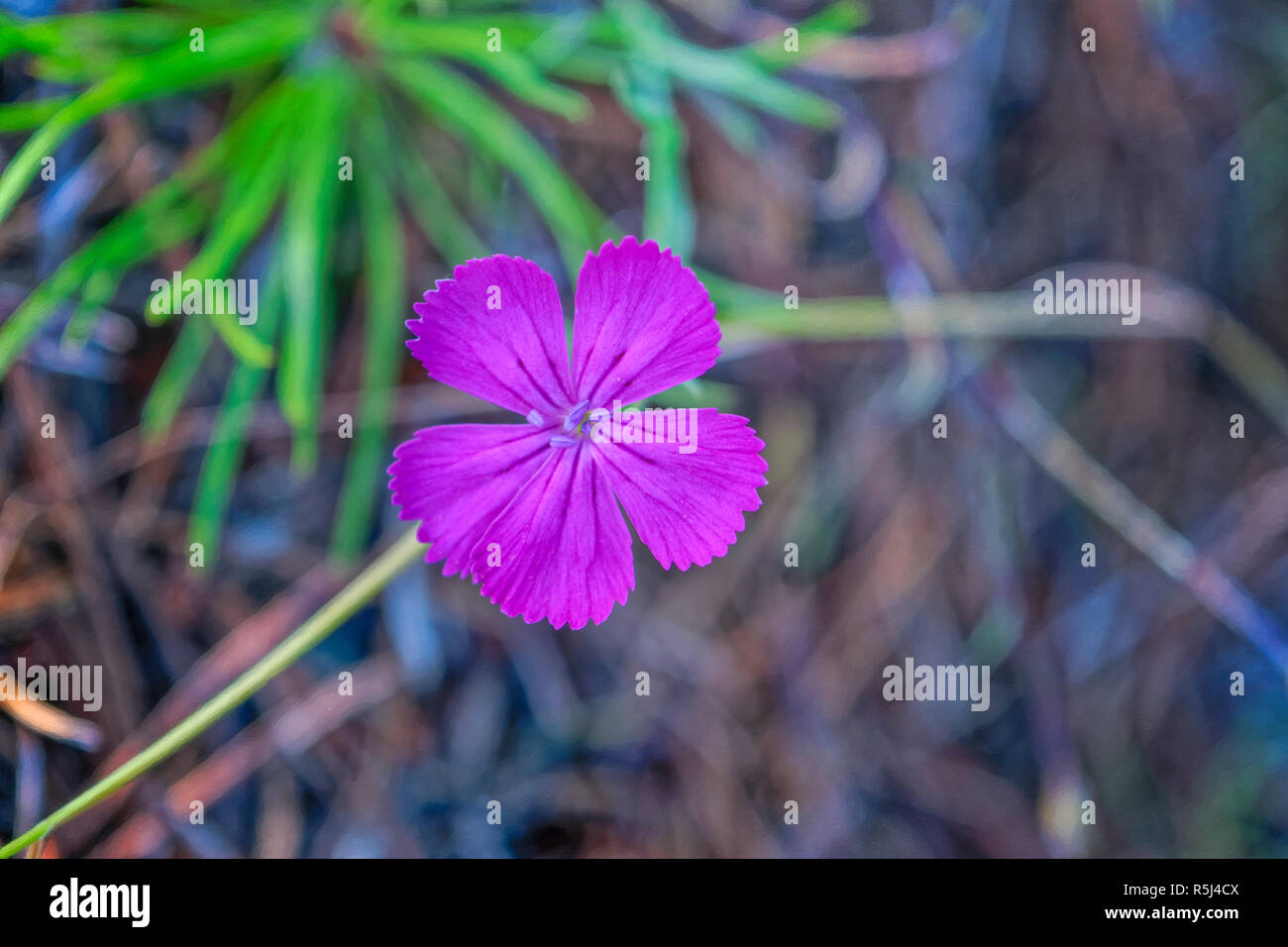 Carnation map hi-res stock photography and images - Alamy