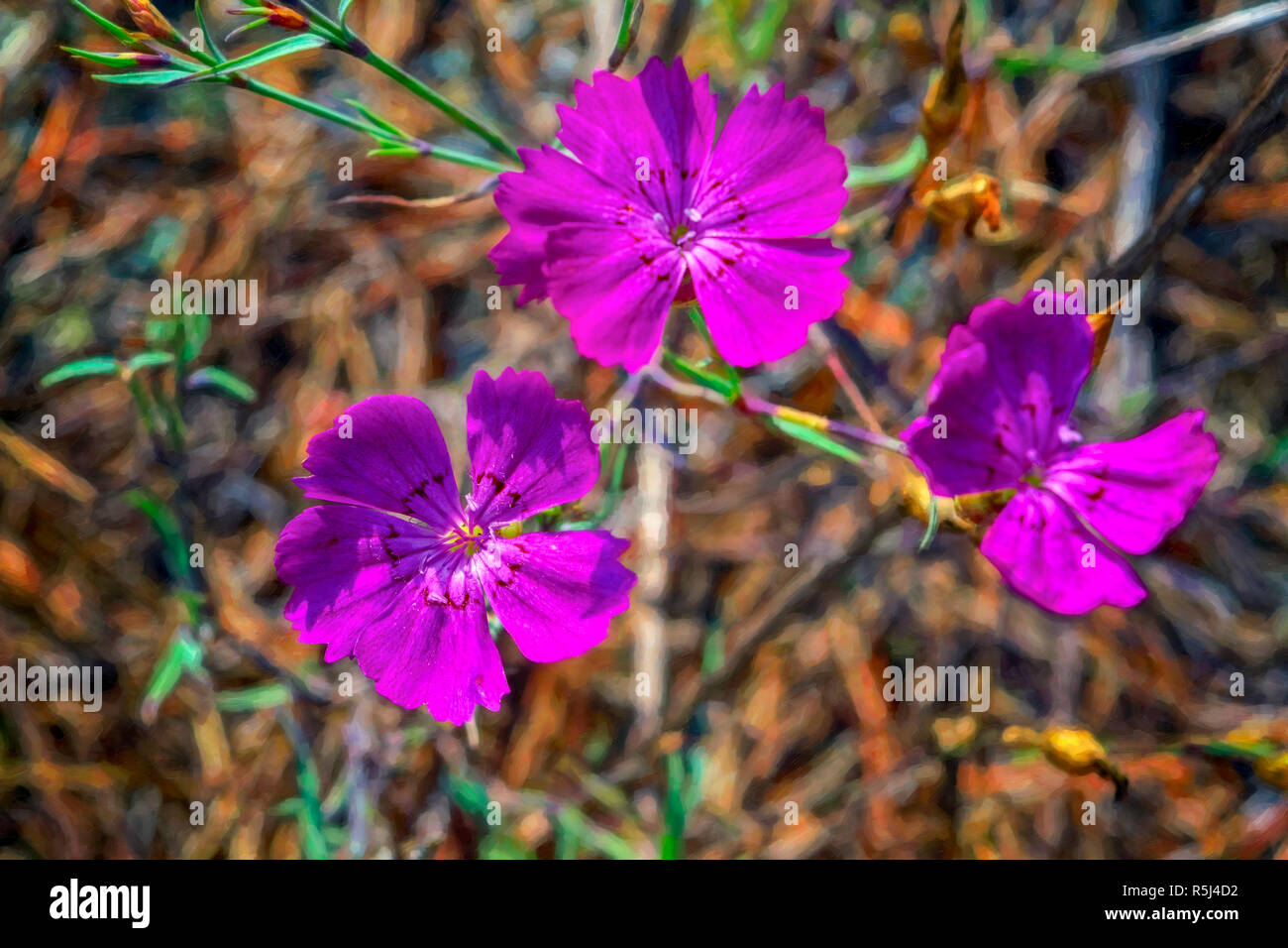 Carnation map hi-res stock photography and images - Alamy