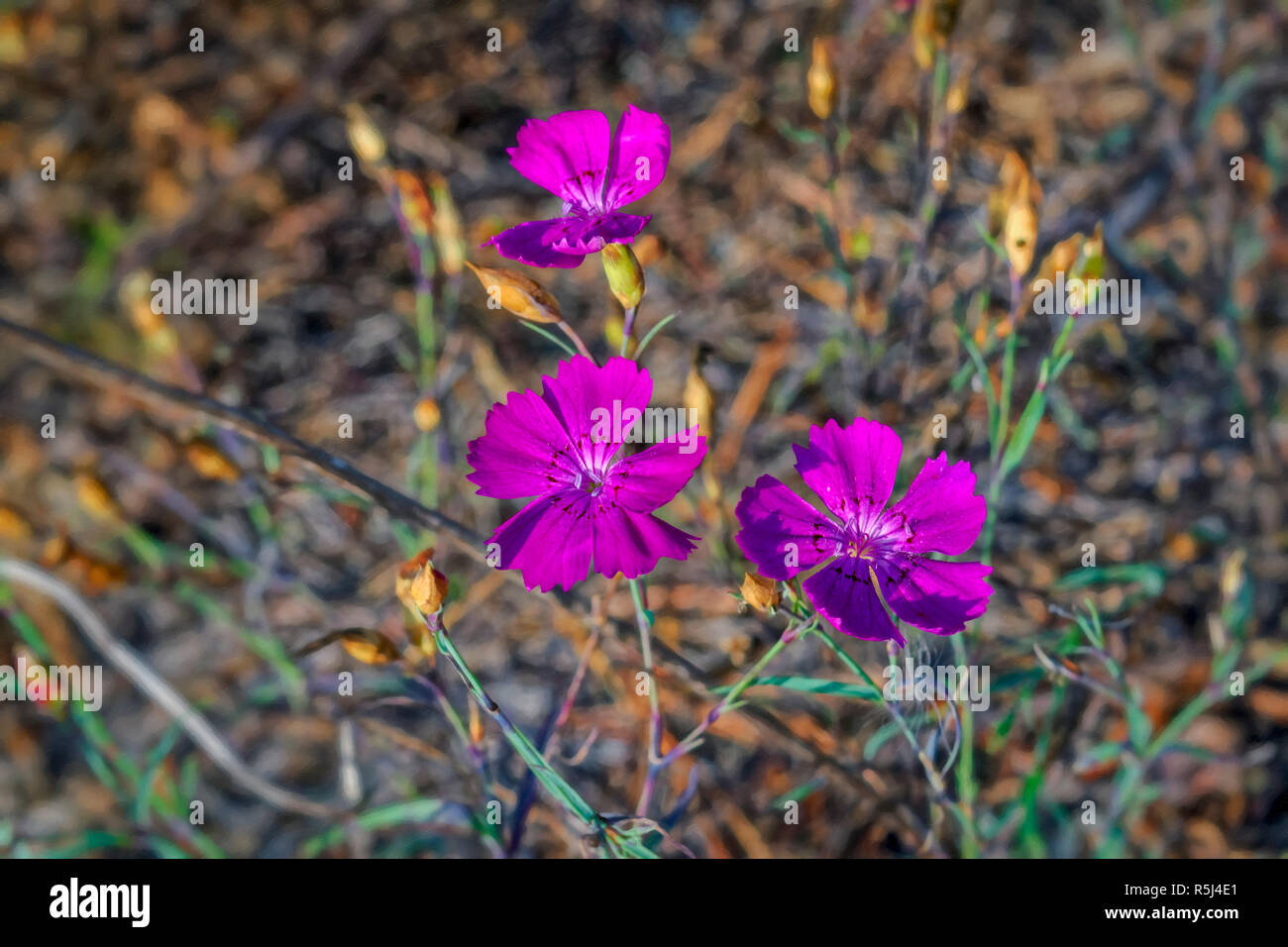 Carnation map hi-res stock photography and images - Alamy