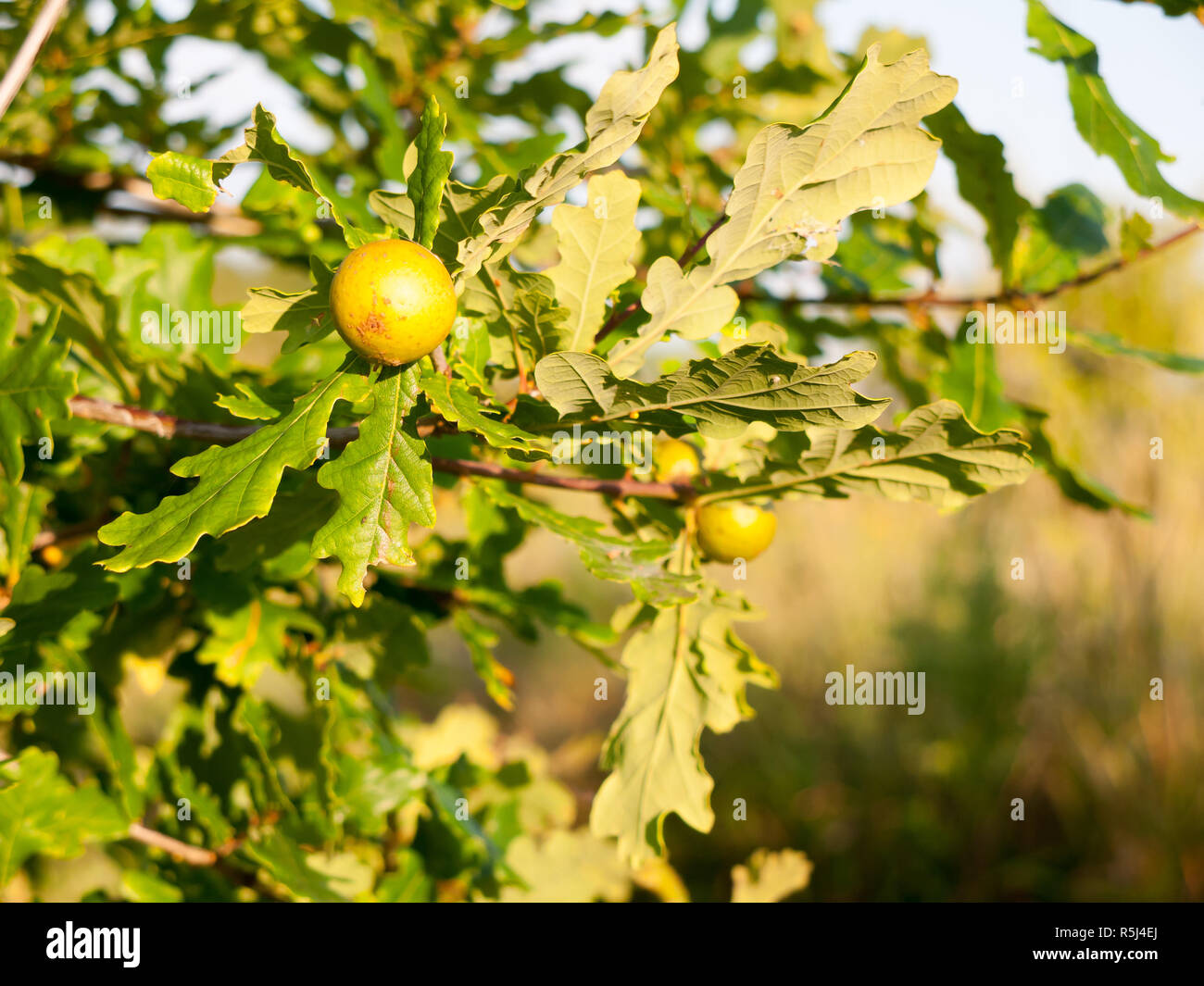 Big acorn tree hi-res stock photography and images - Alamy