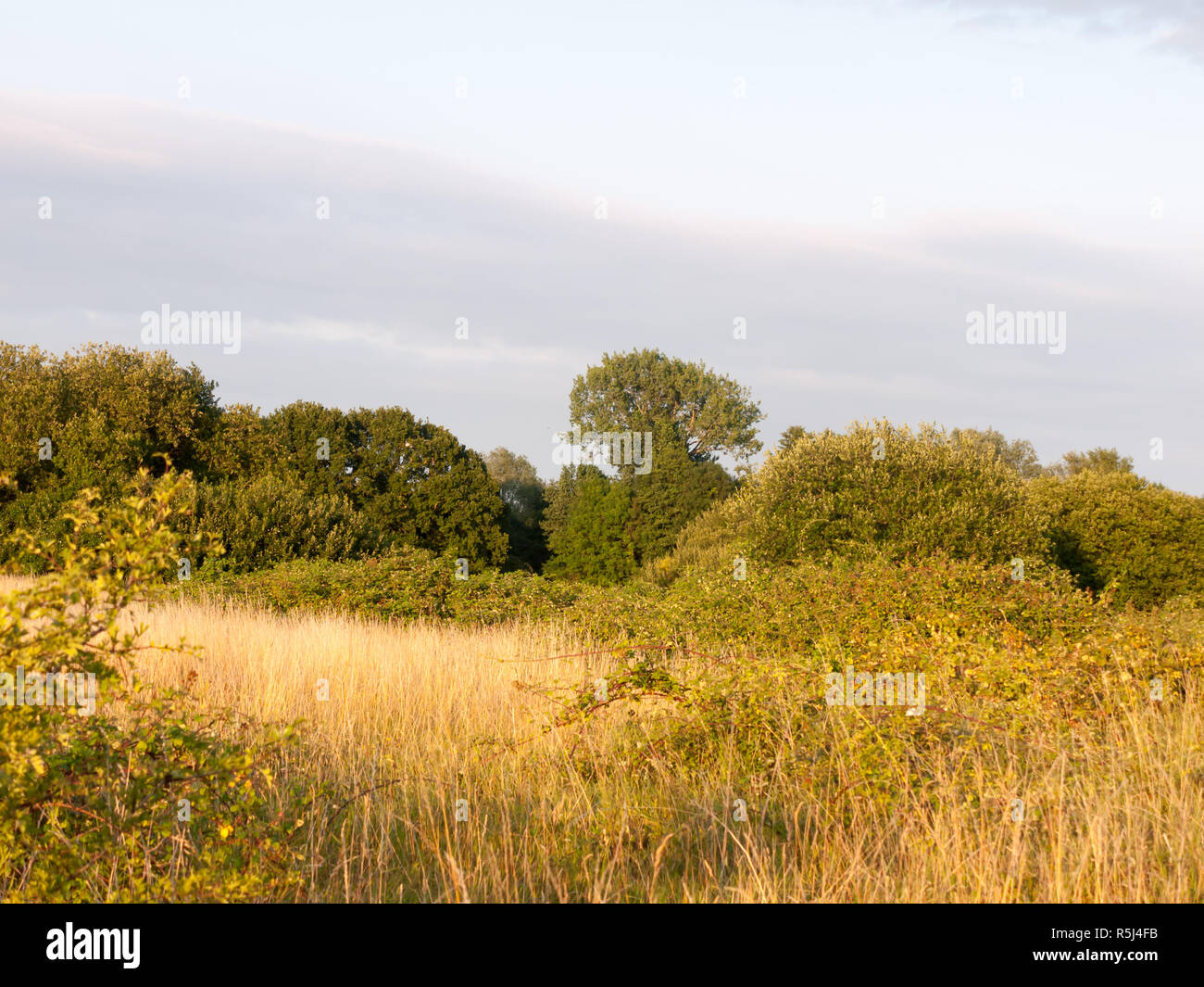 english meadow scene outside in summer light Stock Photo - Alamy