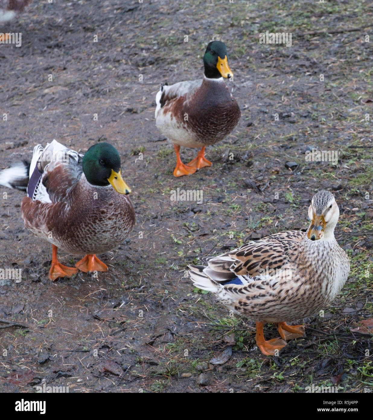 Wild Geese In Scotland Stock Photos & Wild Geese In Scotland Stock ...