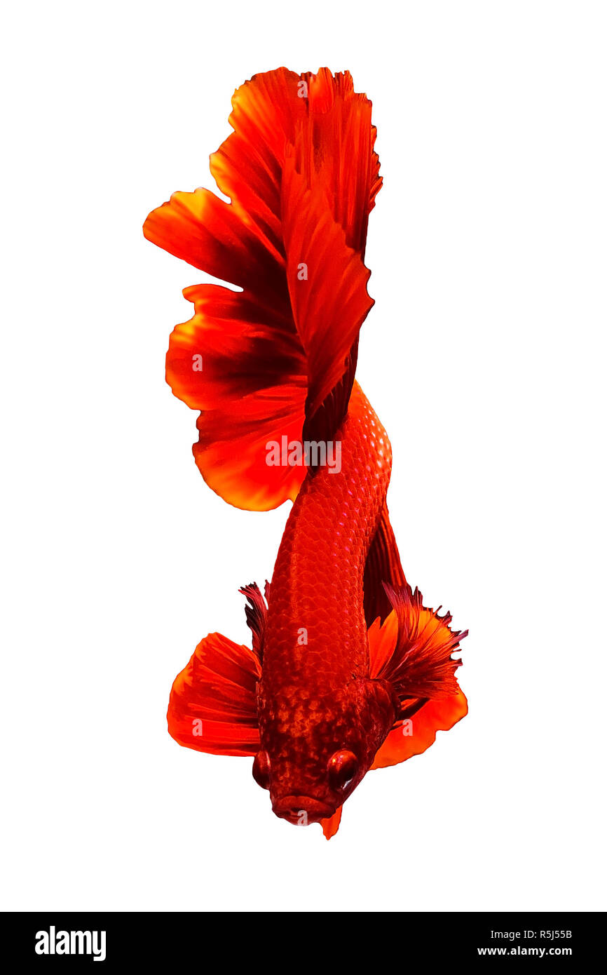 Red Thai Betta or siamese fighting fish Stock Photo - Alamy