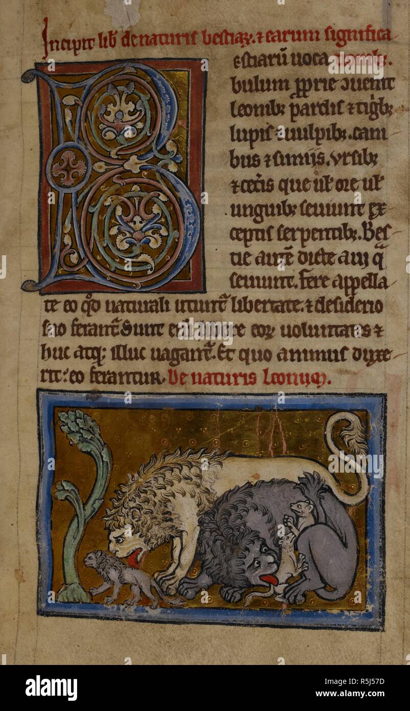 Bestiary lion hi-res stock photography and images - Alamy