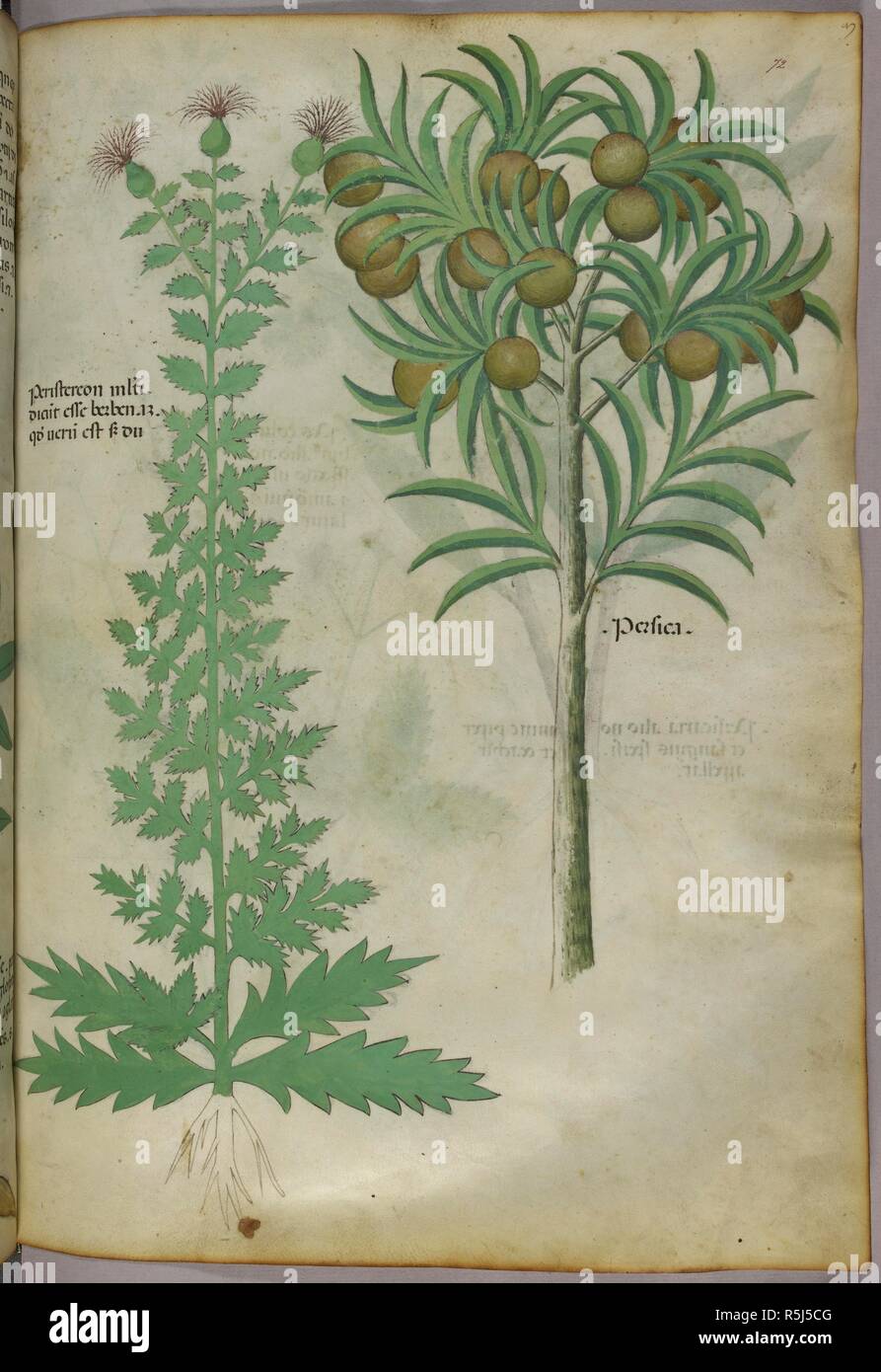 Botanical fruits illustration latin hi-res stock photography and images ...
