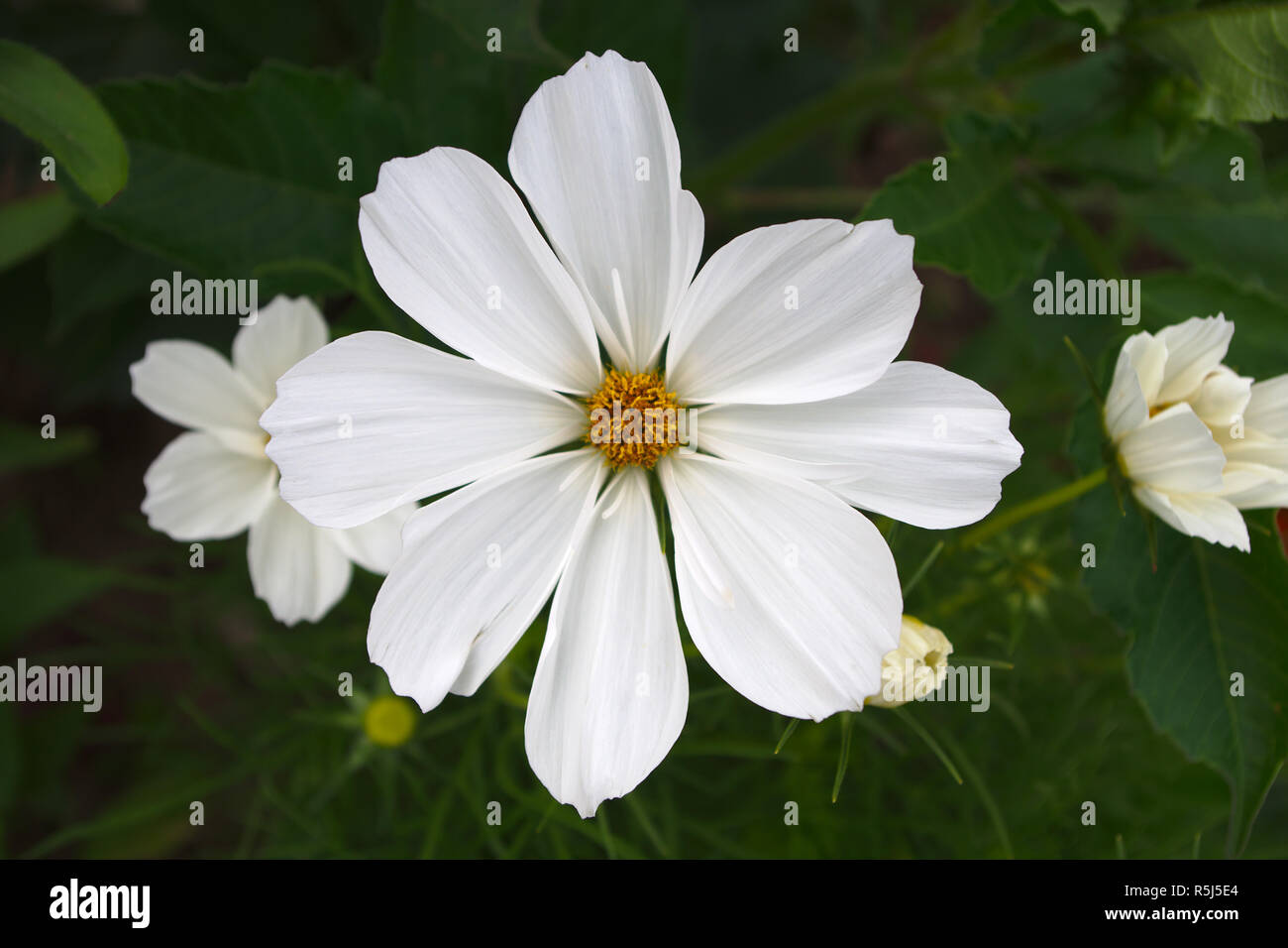 Big daisy hi-res stock photography and images - Alamy
