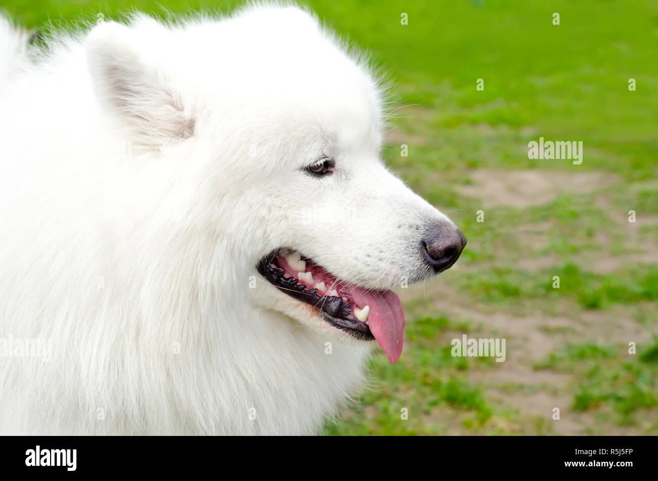 Samoyed dog happy face hi-res stock photography and images - Alamy