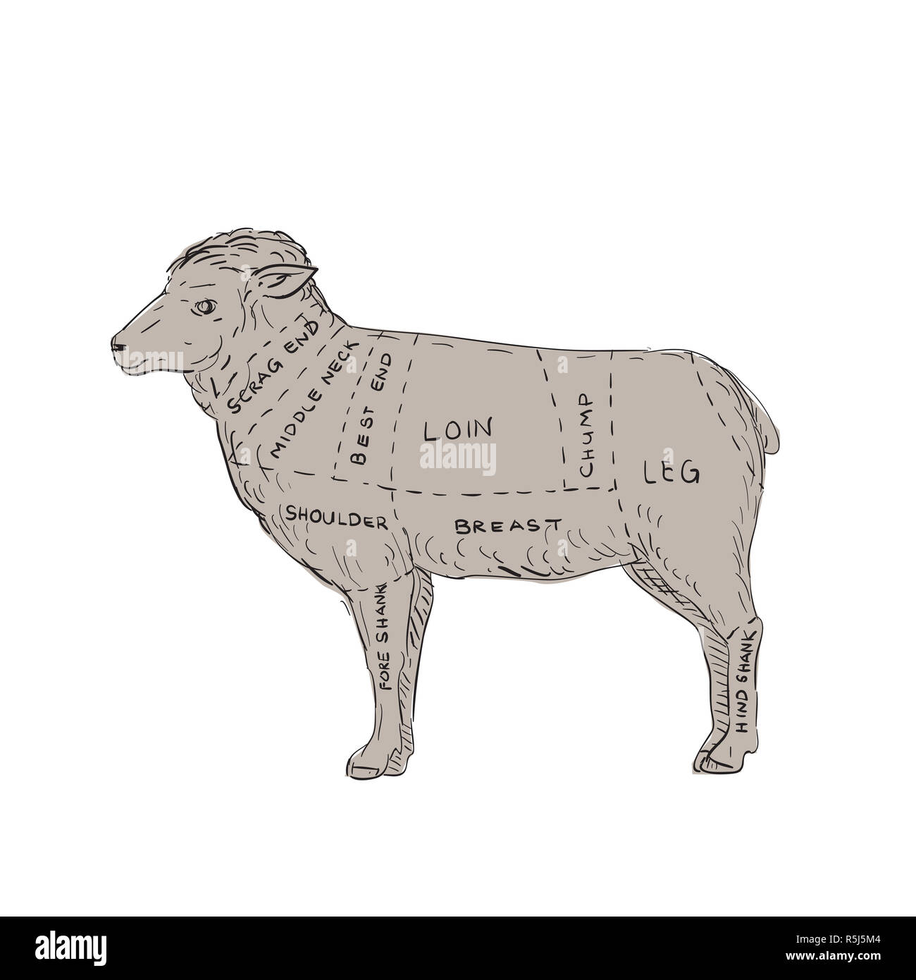 Vintage Lamb Meat Cut Map Drawing Stock Photo - Alamy