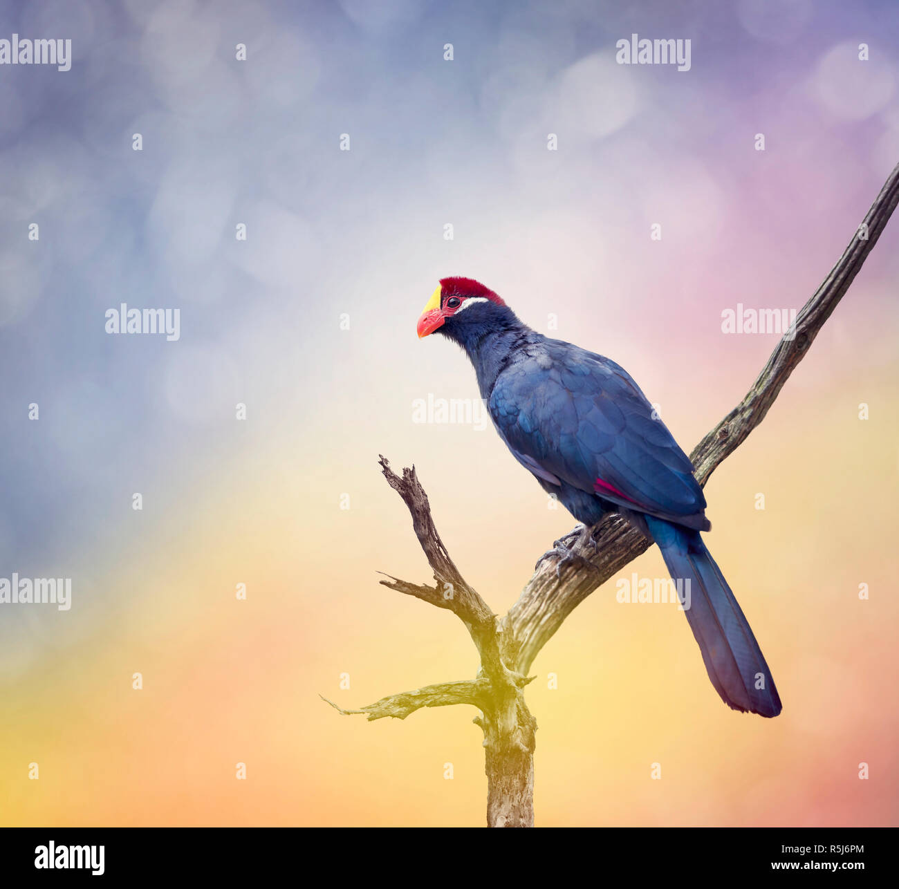 Ross's turaco hi-res stock photography and images - Alamy