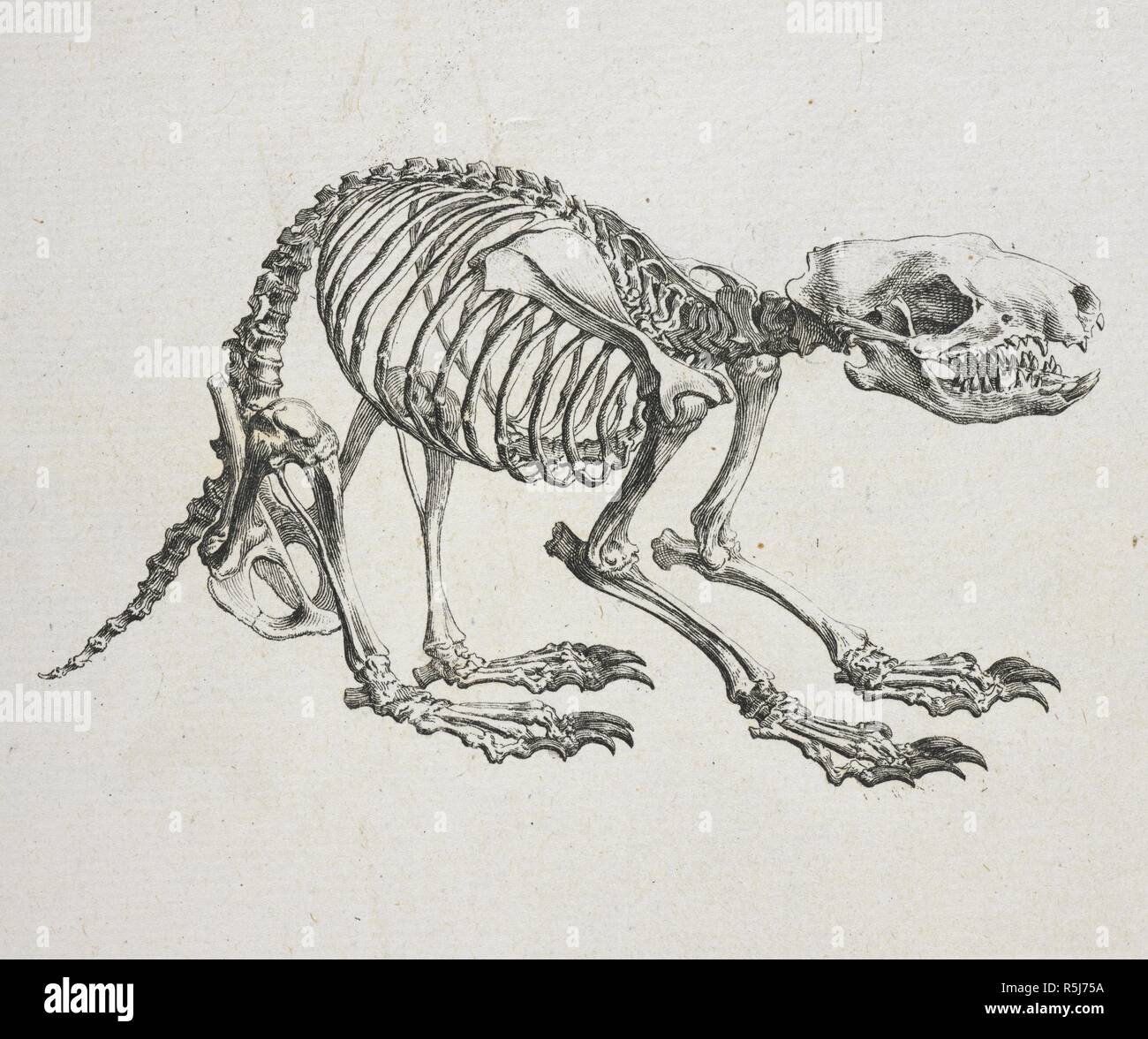 Hedgehog anatomy hi-res stock photography and images - Alamy