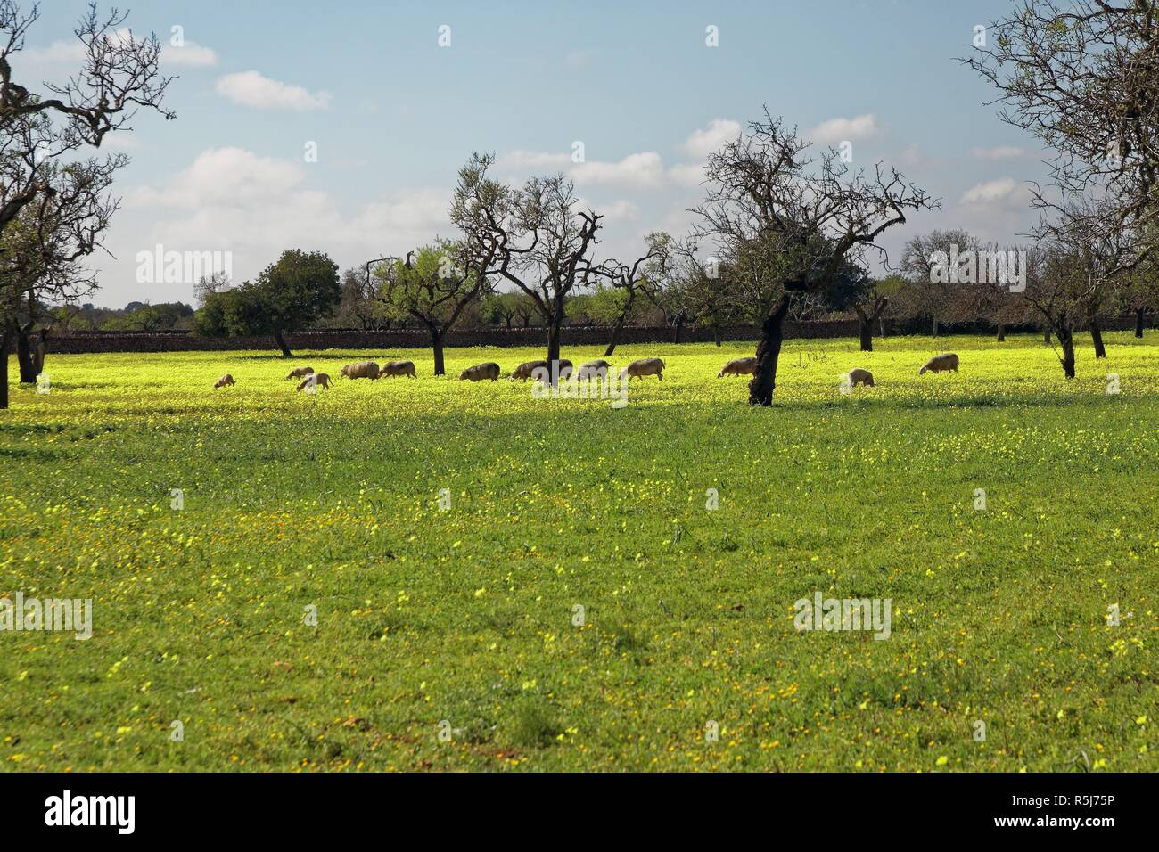 sheep in the pasture Stock Photo - Alamy