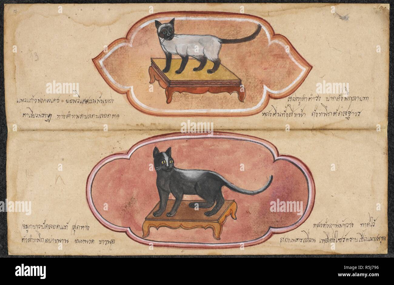 Two cats. . [unamed 19th century manuscript from the central region of ...