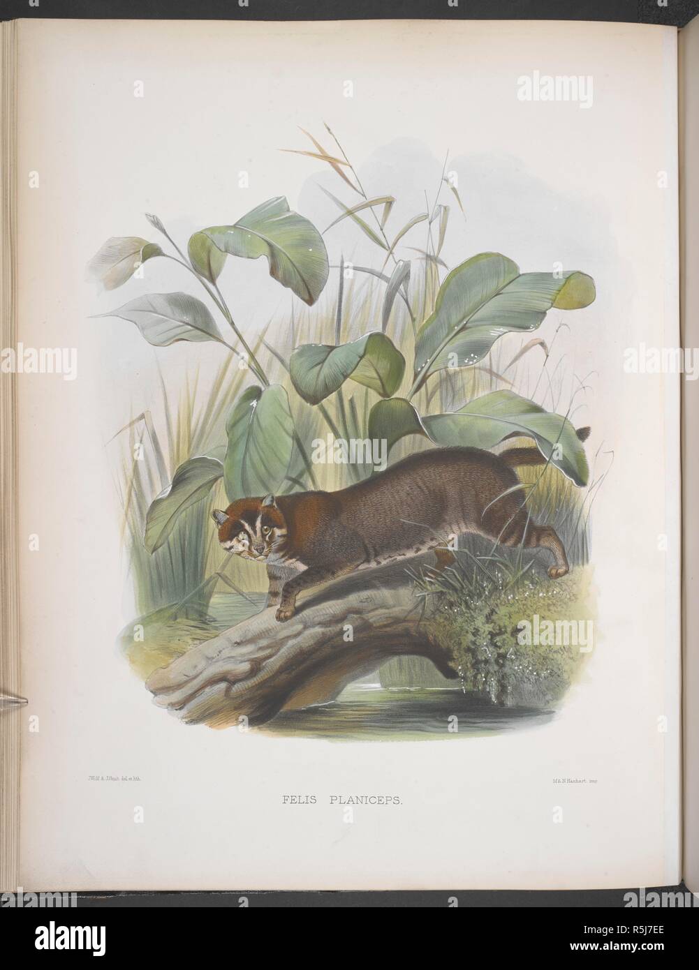 Daniel giraud elliot monograph of the family of cats hi-res stock ...