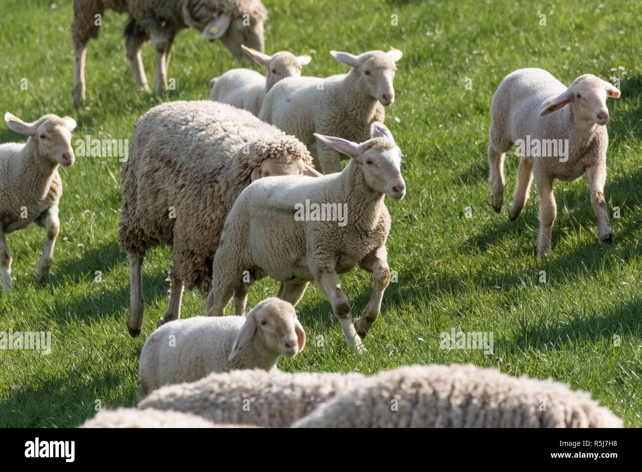 sheep while jogging Stock Photo - Alamy