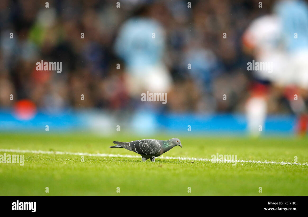Pigeon logos hi-res stock photography and images - Alamy