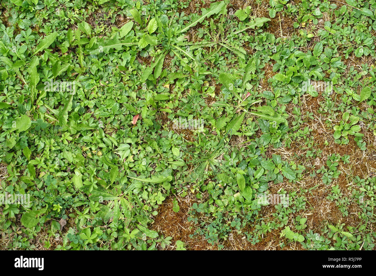 Top view of ground covered in weeds Stock Photo - Alamy