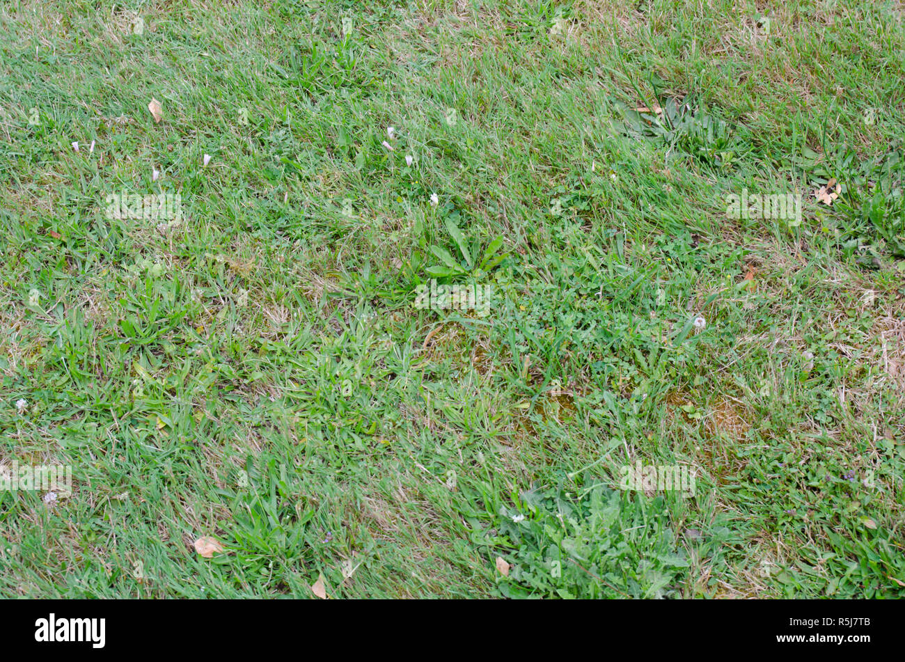 Grass lawn with lots of weeds Stock Photo - Alamy