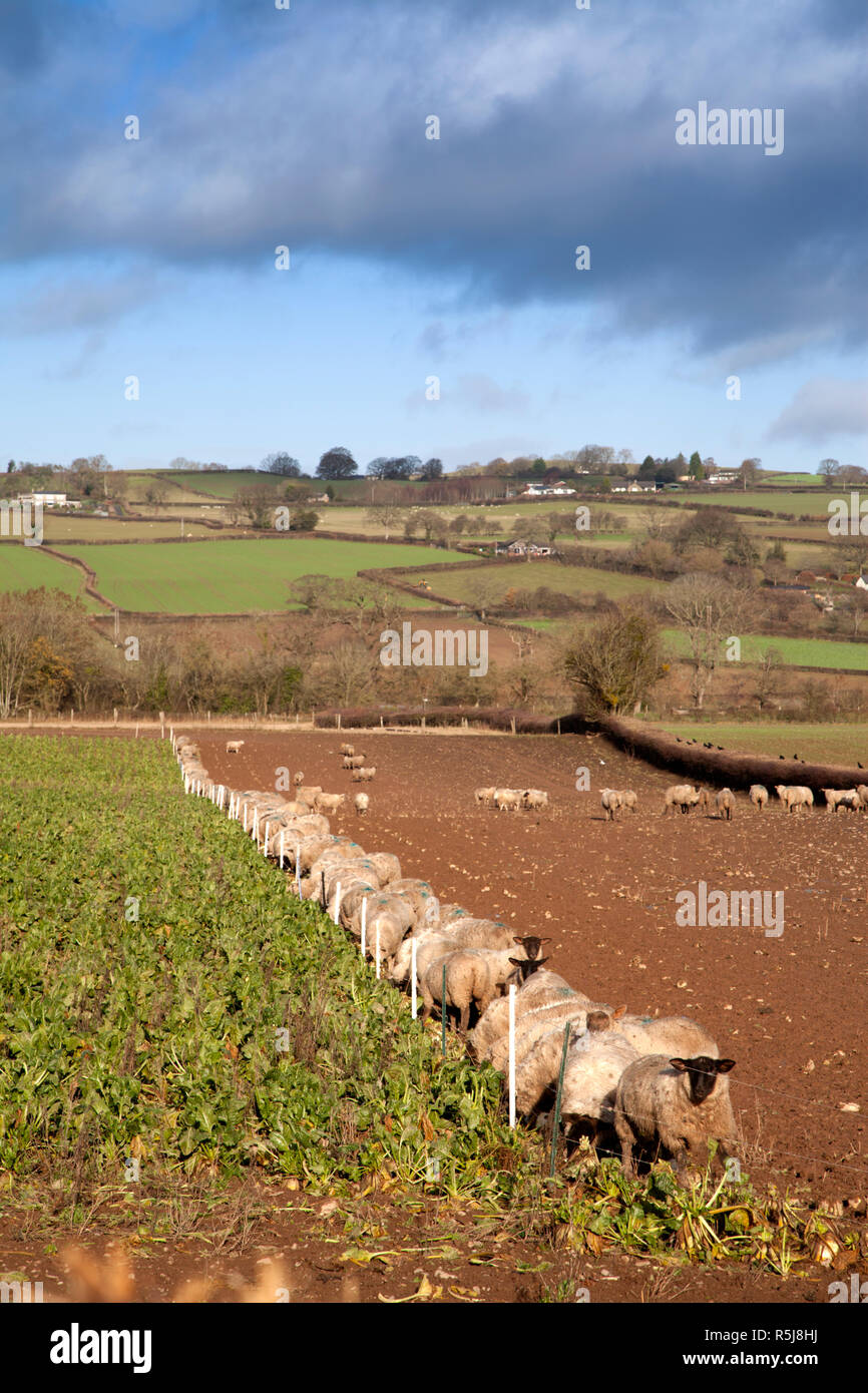 Strip grazing hi-res stock photography and images - Alamy