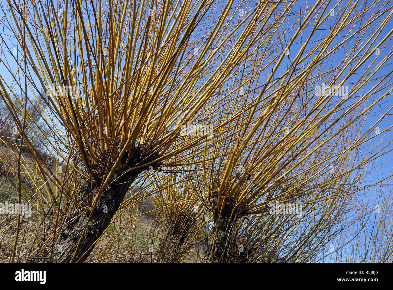 Willow rods hi-res stock photography and images - Alamy