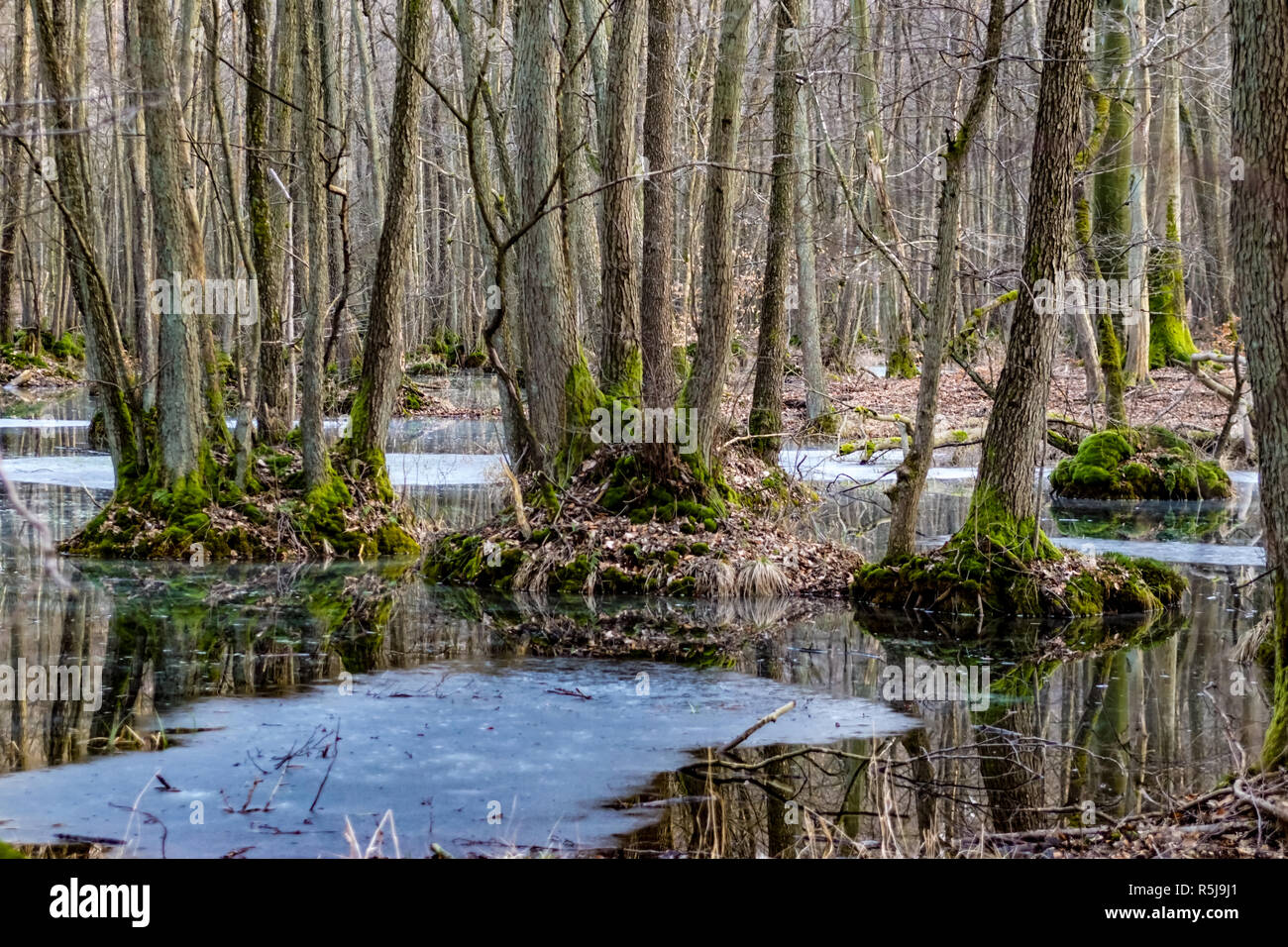 Swamp germany winter hi-res stock photography and images - Alamy