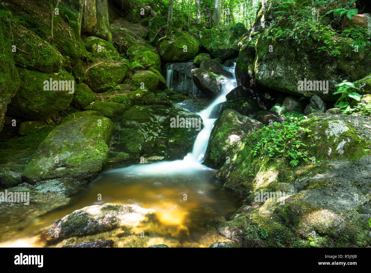 forest with mountain stream Stock Photo - Alamy