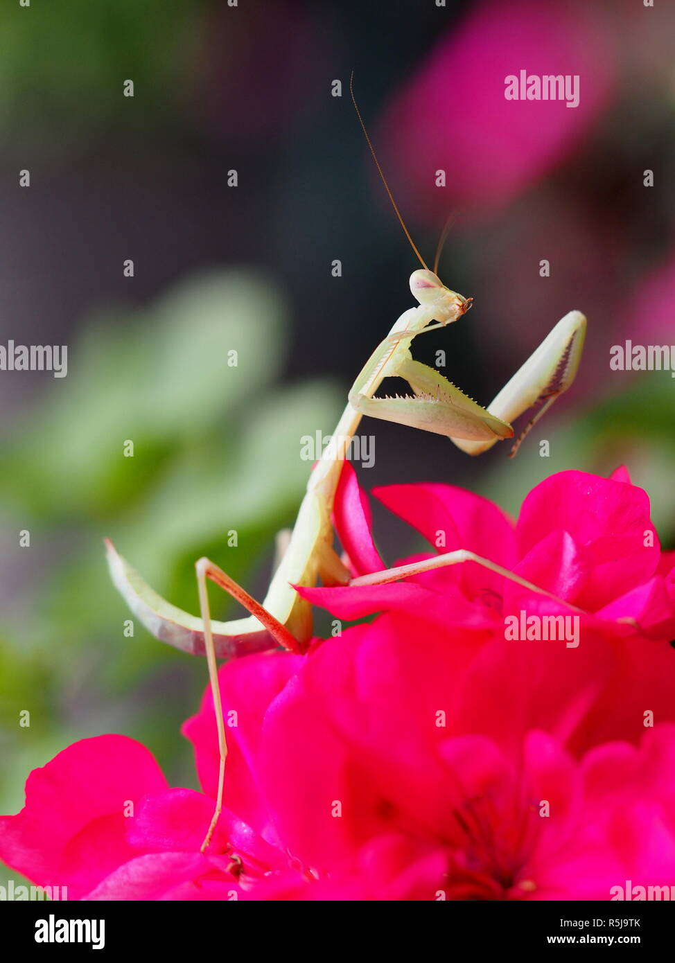 indian mantis - hierodula membranacea Stock Photo - Alamy