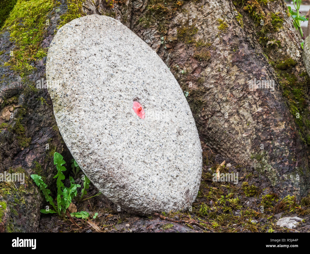 old millstone at the tree trunk Stock Photo - Alamy