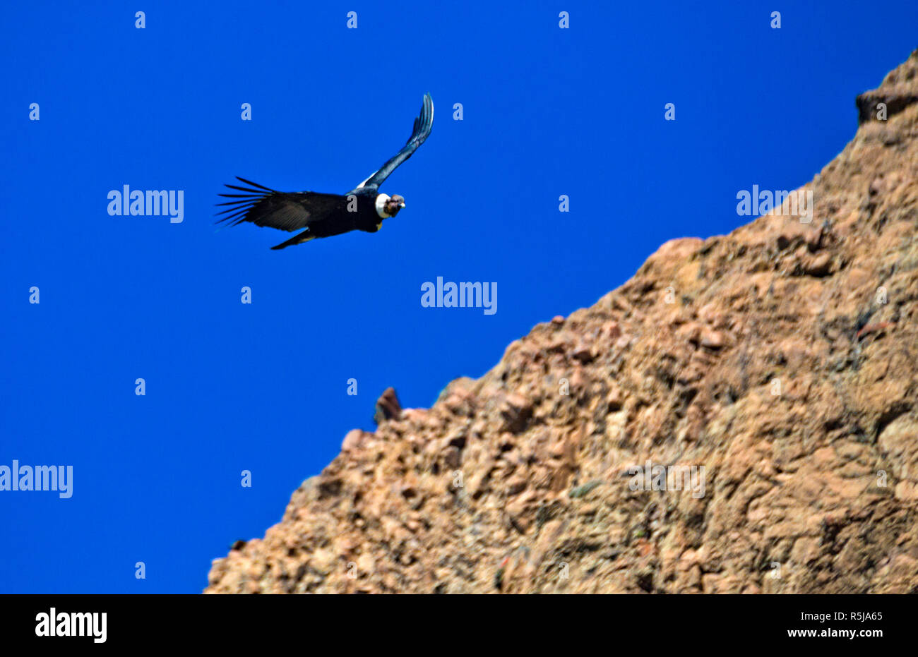 Condors at El Chalten, Santa Cruz, Argentina Stock Photo - Alamy
