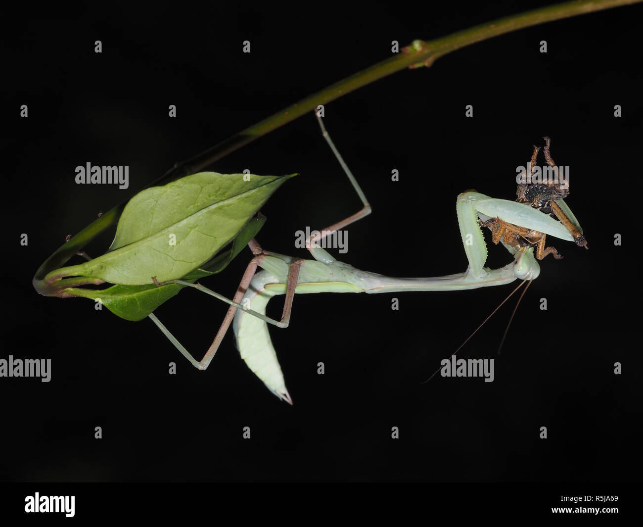 indian mantis - hierodula membranacea Stock Photo - Alamy
