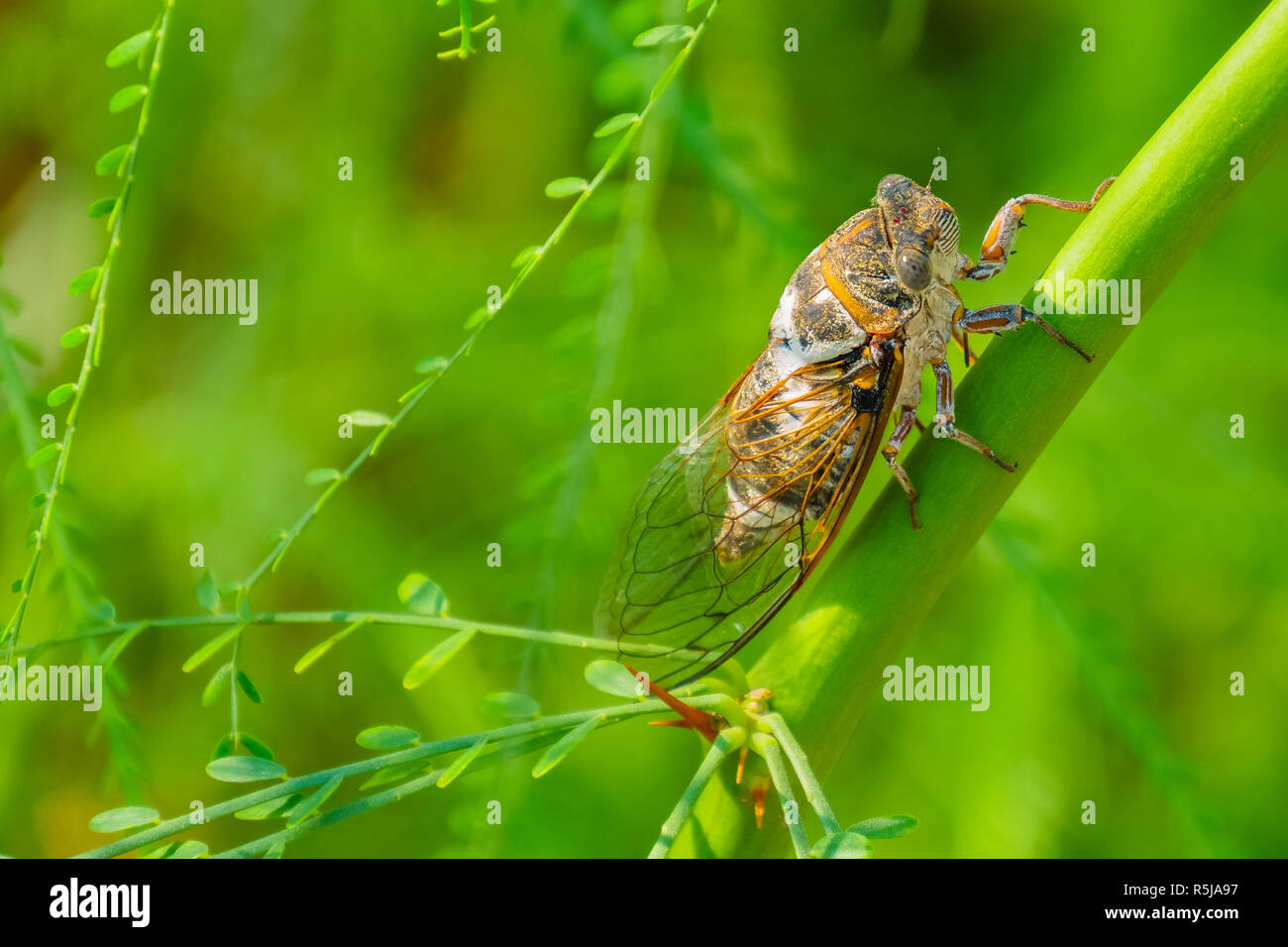 Cicada sits on a branch on a green background Stock Photo - Alamy