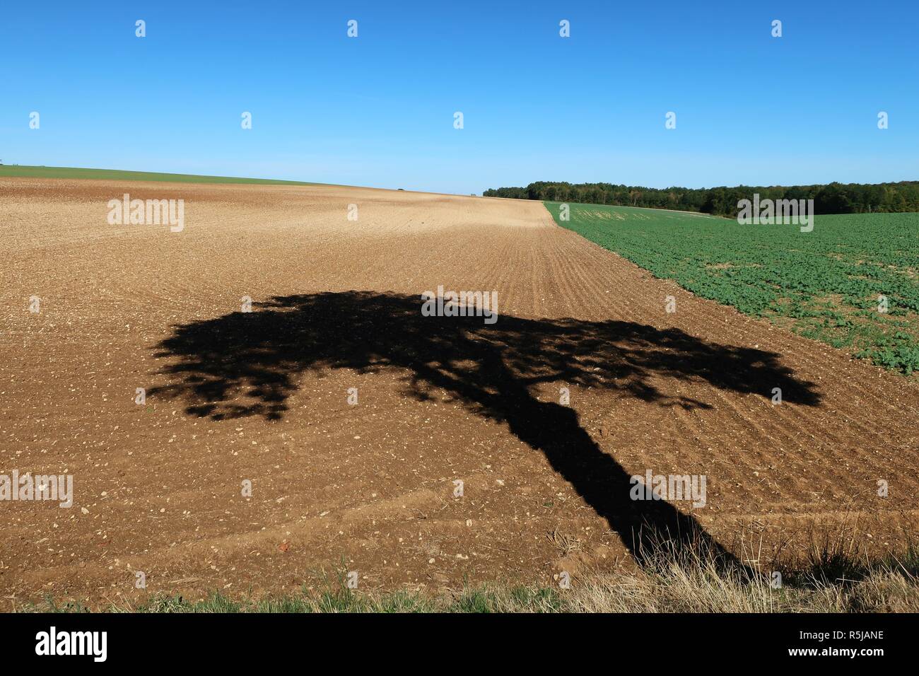 Shadow of large tree Stock Photo - Alamy
