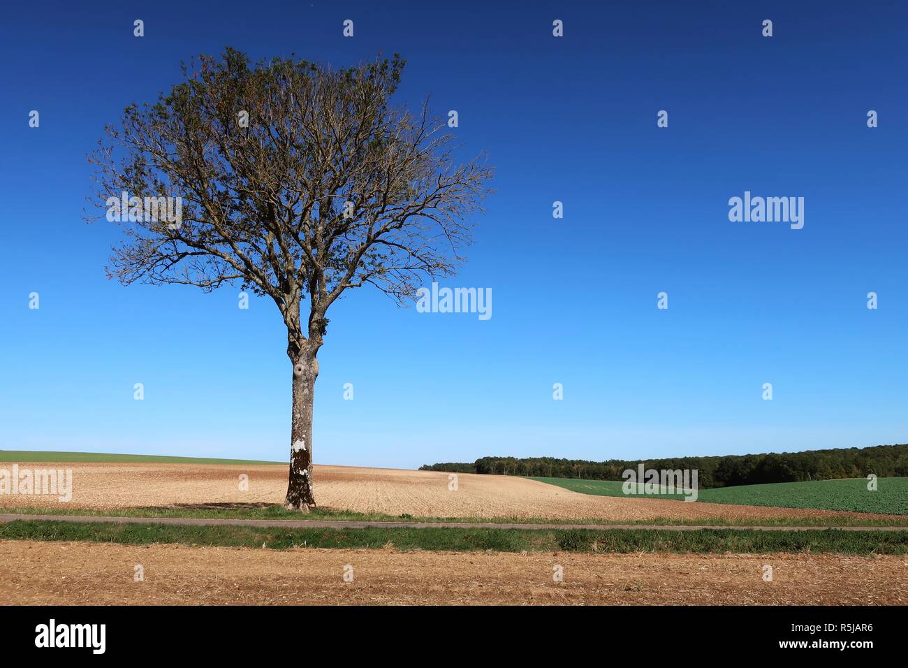 Lonely tree standing strong and proudly Stock Photo - Alamy
