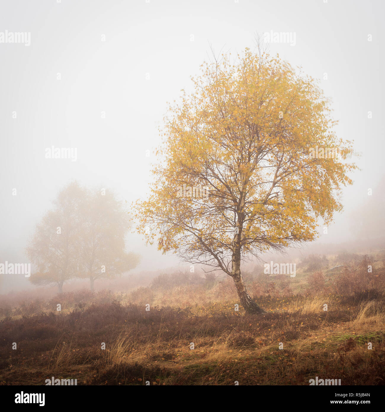 A curved birch tree in yello Autumn colours isolated by the fog Stock ...