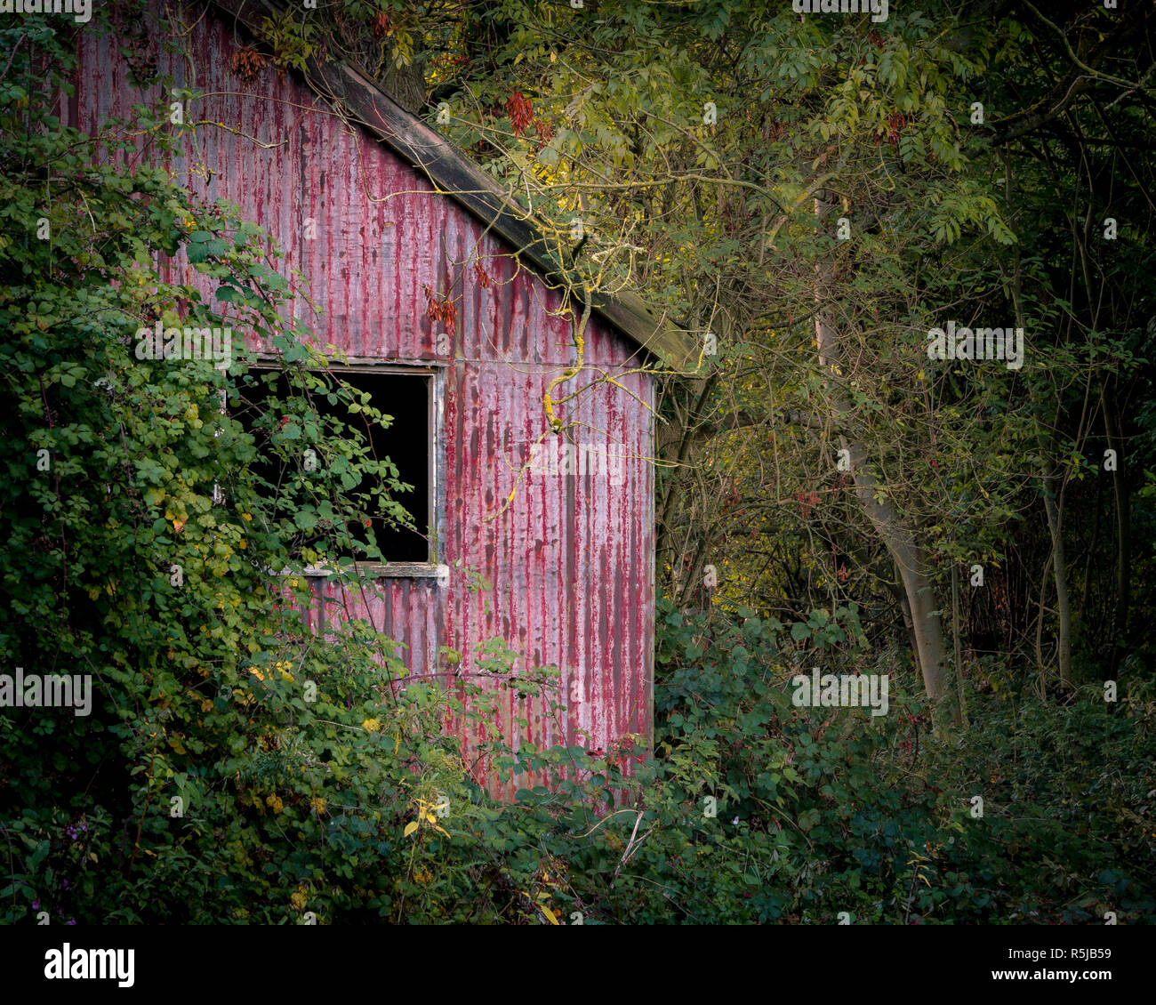 A red tin shack partially hidden by woodland Stock Photo - Alamy