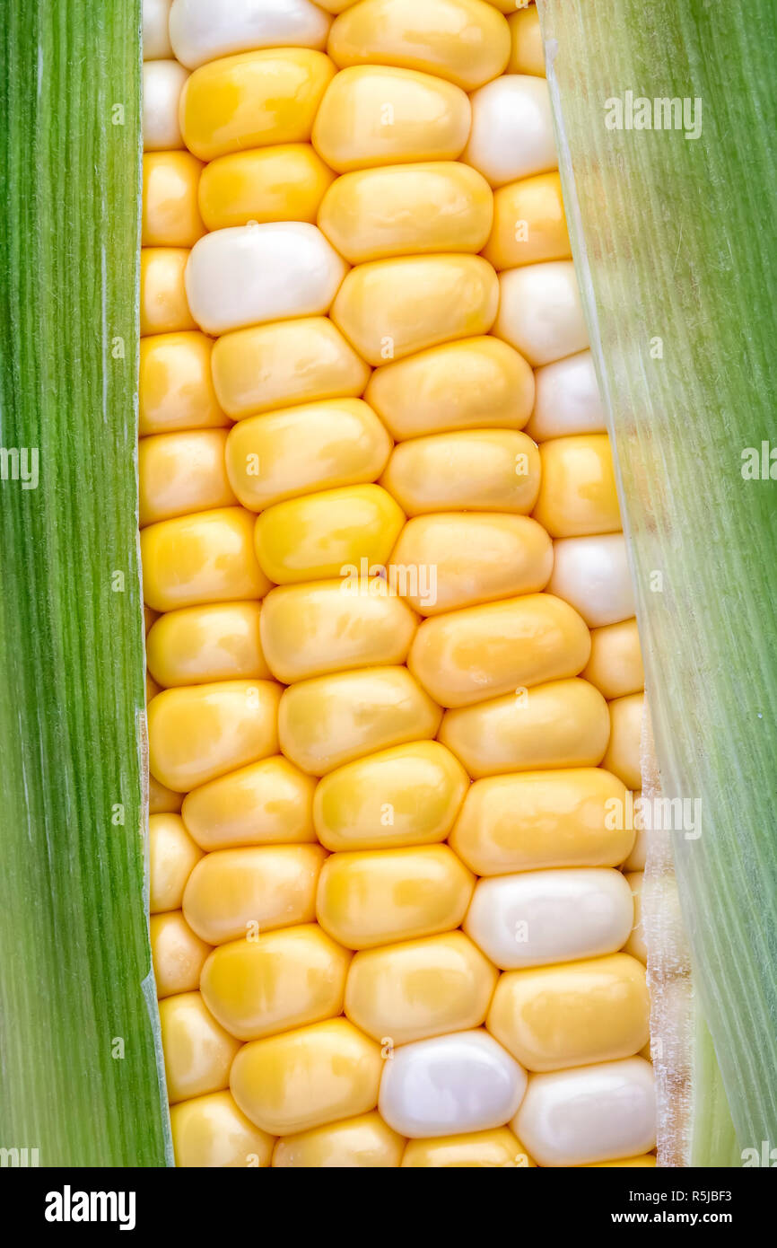 Bi corn hi-res stock photography and images - Alamy