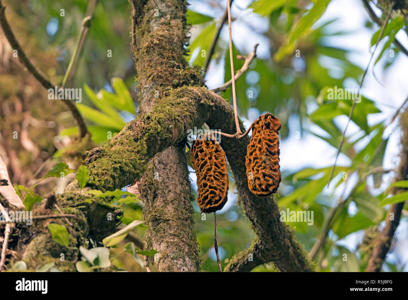 Unusual Seed Pods in the Monteverde Cloud Forest in Costa Rica Stock ...