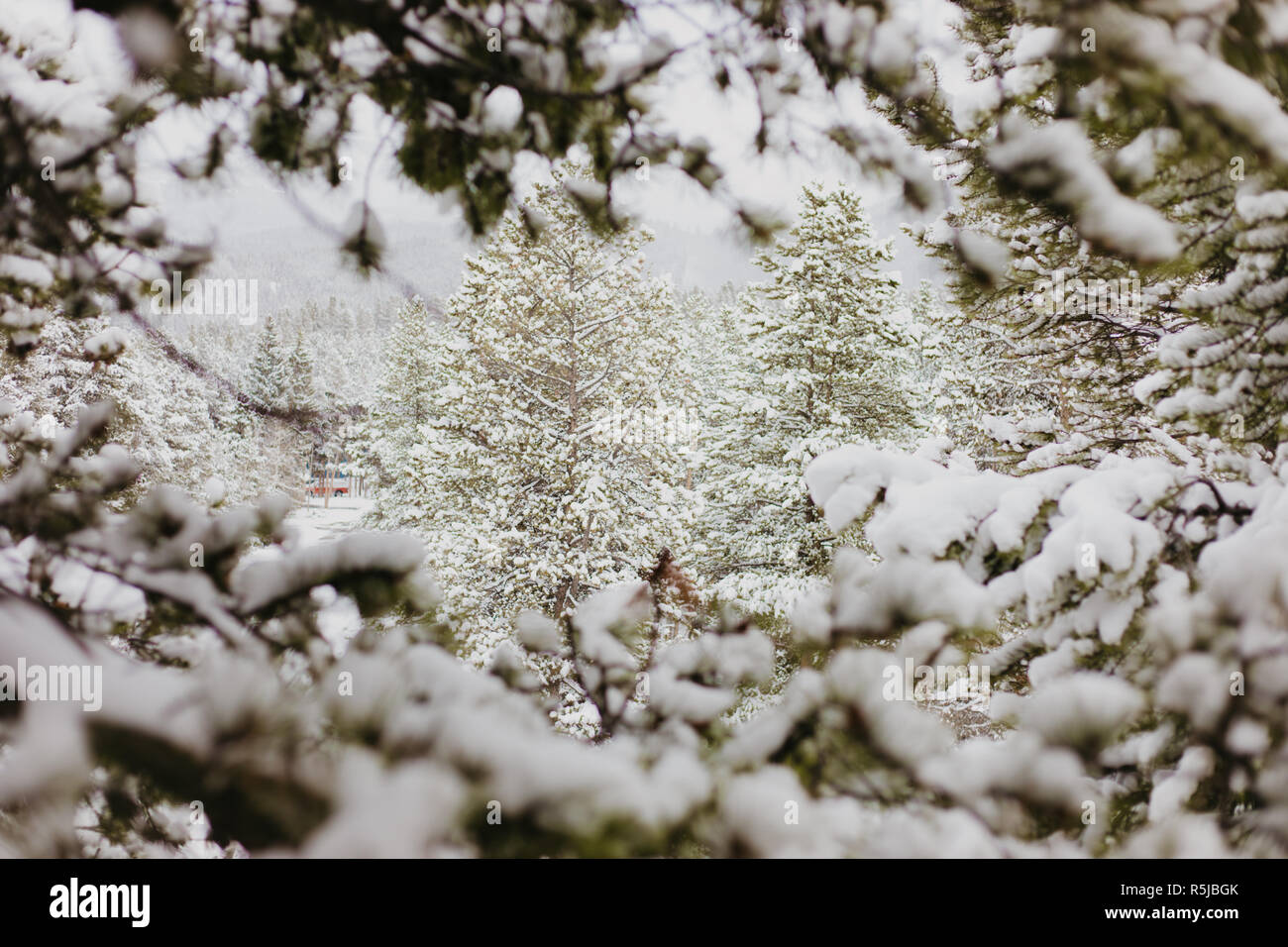 Beautiful Calm and Peaceful Frozen Cold Winter Season Snow in ...