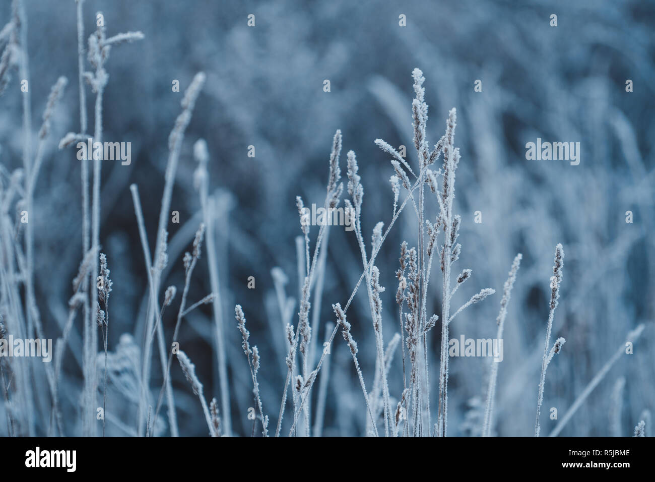 Icy grass hi-res stock photography and images - Alamy