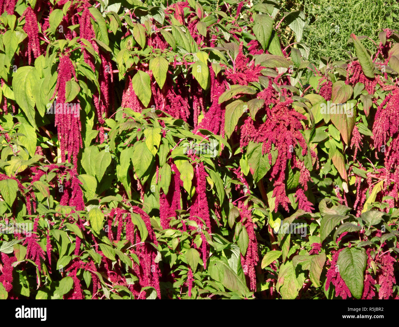 Love lies bleeding in garden hi-res stock photography and images - Alamy