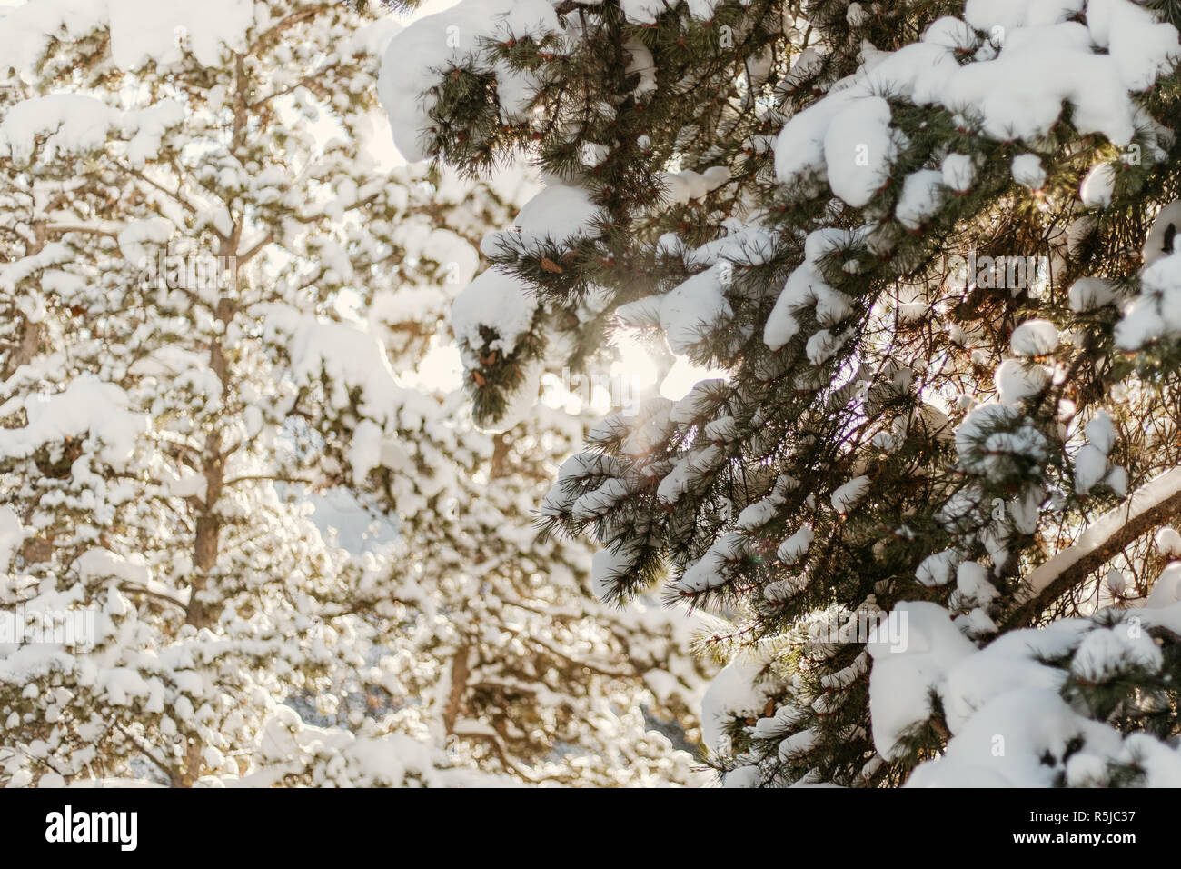 Calm forest scene hi-res stock photography and images - Alamy