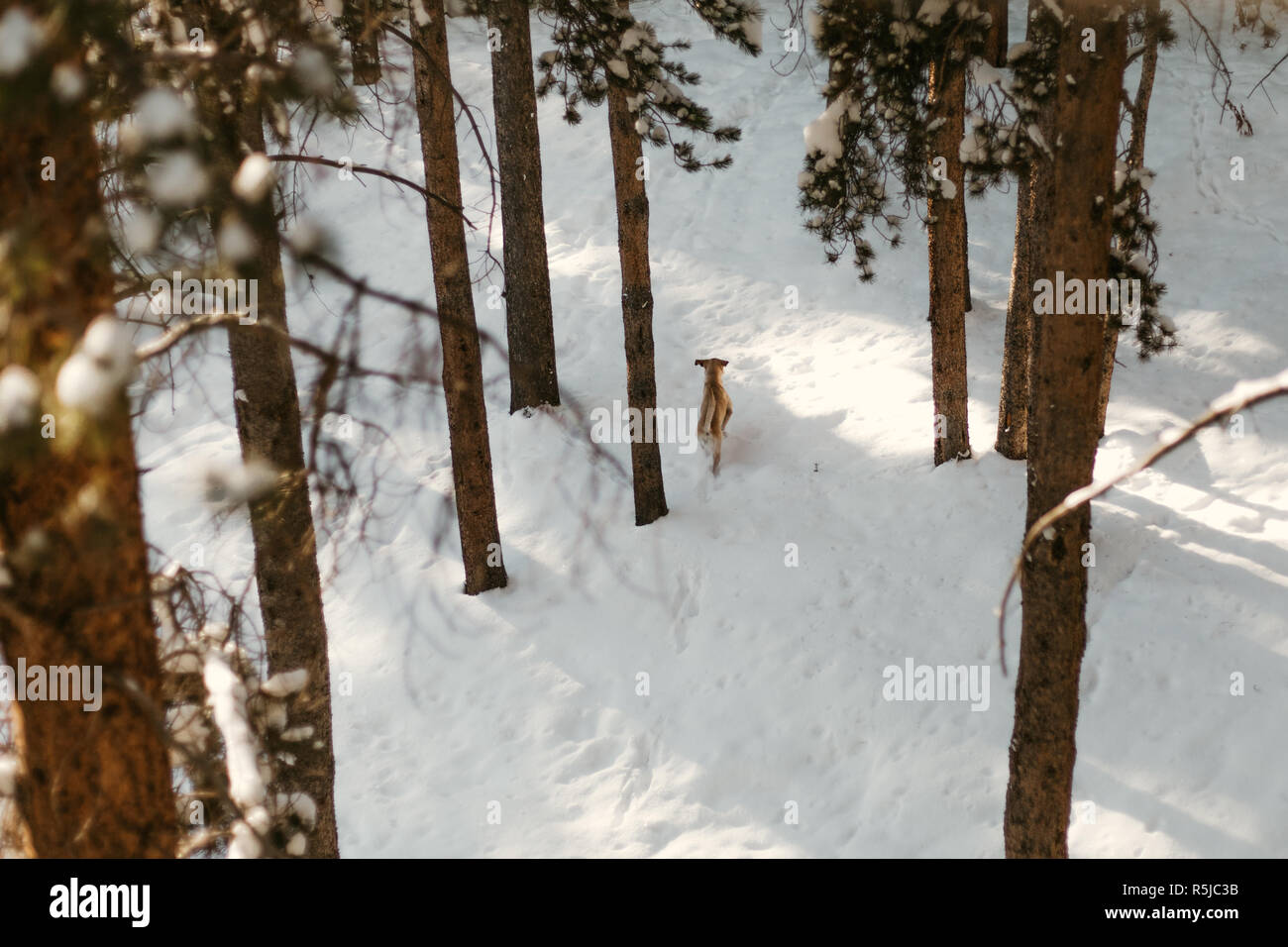 Beautiful Calm and Peaceful Frozen Cold Winter Season Snow in ...