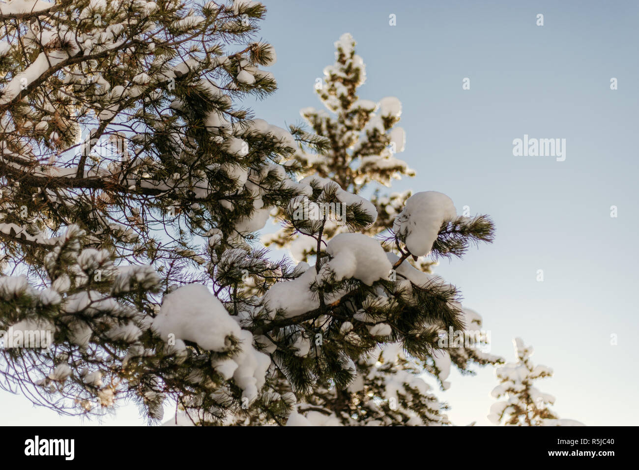Beautiful Calm and Peaceful Frozen Cold Winter Season Snow in ...