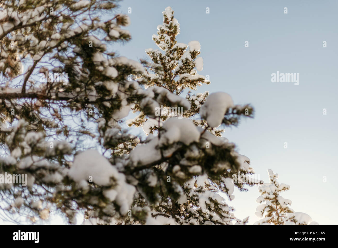 Most beautiful tree in colorado hi-res stock photography and images - Alamy